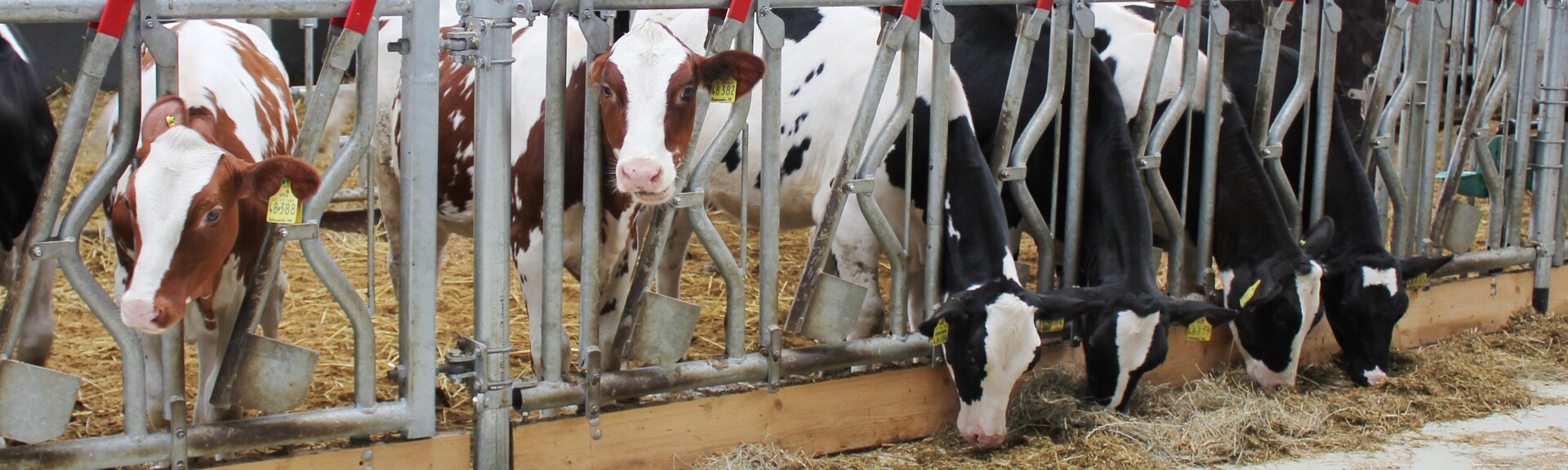 Biertreber – ein bekanntes Futtermittel neu getestet ...