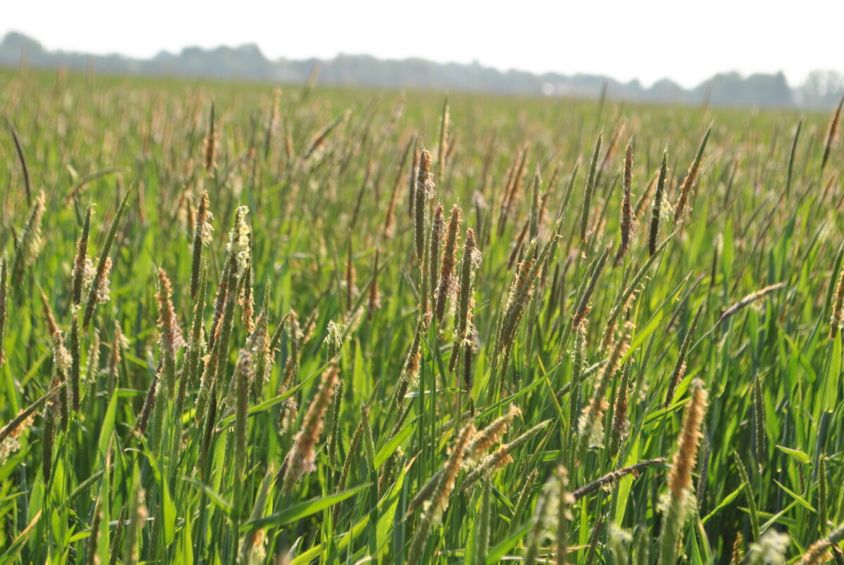Landessortenversuche 2025: Winterraps : Landwirtschaftskammer Niedersachsen
