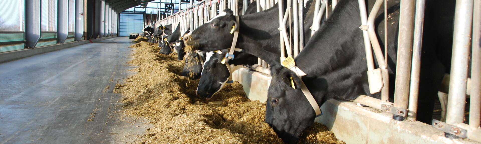 Biertreber – ein bekanntes Futtermittel neu getestet ...