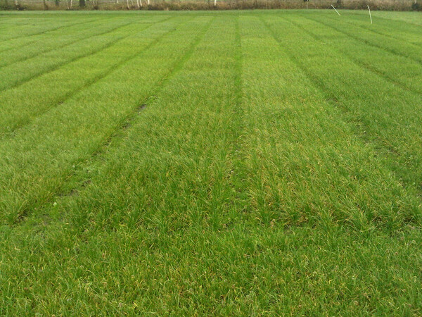 Öko-Regelung 2 – Vielfältige Kulturen im Ackerbau ...