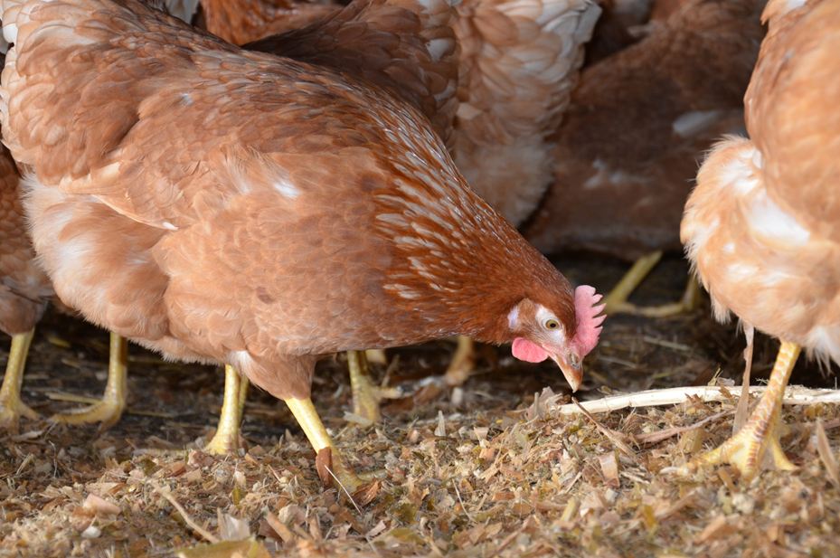 Rote Vogelmilbe bei Legehennen: So wird sie bekämpft ...