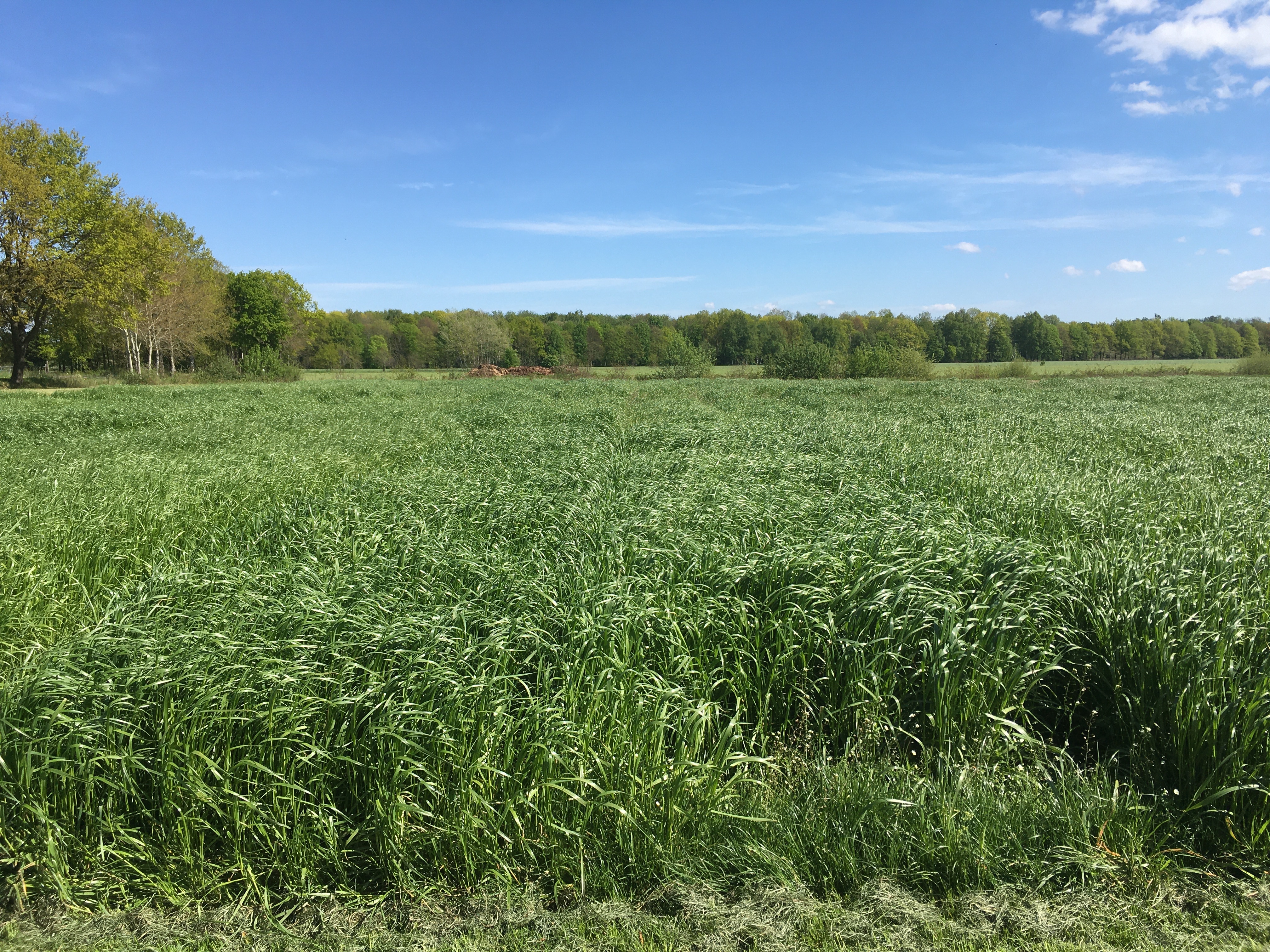 Landessortenversuche 2025: Winterraps : Landwirtschaftskammer Niedersachsen
